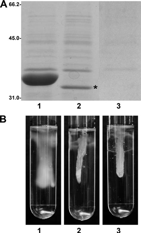 Characterization Of C Difficile Mutants A Sds Page Analysis Of Download Scientific Diagram