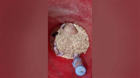 هامستر Youtube