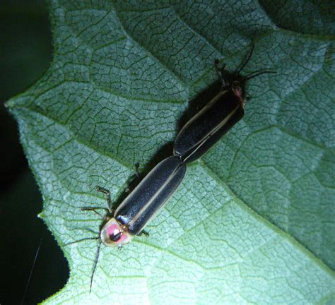 Lightning Bugs Nighttime Marvels