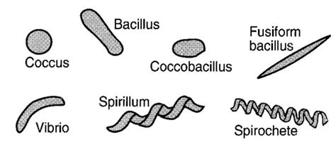 Bacteria And Its Shapes