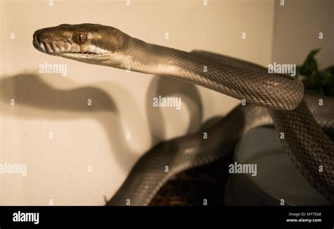 Morelia Nauta Tanimbar Python Pythonidae Stock Photo Alamy