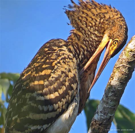 SocÓ Boi 185794 Biofaces Bring Nature Closer