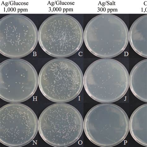Acidovorax Citrulli Isolates Tested Download Table