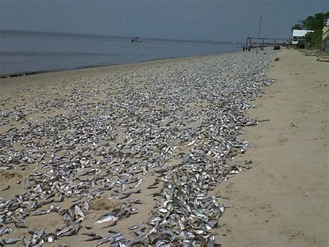 EL FIN DEL MUNDO Aparecen Millones De Peces Muertos En Playas De EEUU