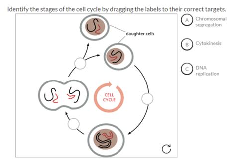 Chapter 18 Pre Lecture Assignment Picture First Flashcards Quizlet
