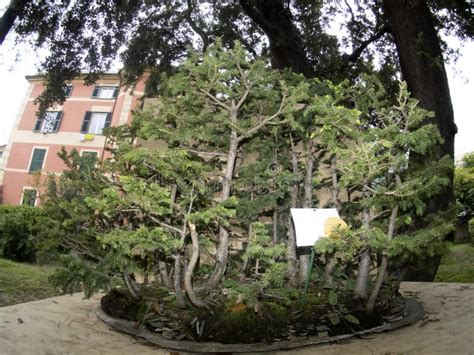 Bonsai Miniature Tree Nature Art Stock Image Image Of Tray China