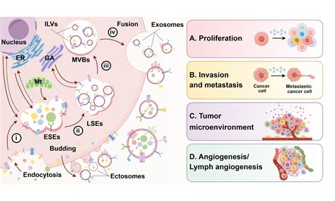 Cancer Associated Fibroblast Derived Extracellular Vesicles Regulators