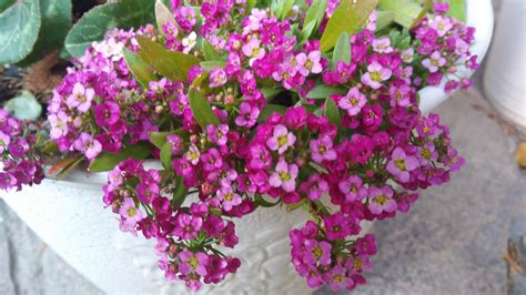 十代の乳房痛しや八重桜 粋suiちゃんの花と木と俳句と