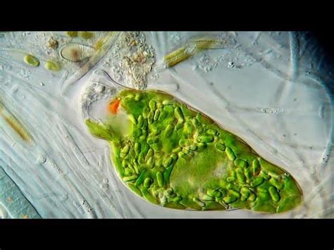 Phylum Euglenophyta
