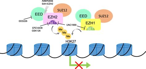 Schematic Diagram Showing Agents Specifically Inhibit Ezh1 2 Or Eed Download Scientific Diagram