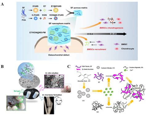 Sf Based Biomaterials In Cartilageosteochondral Repair A Sequential Download Scientific