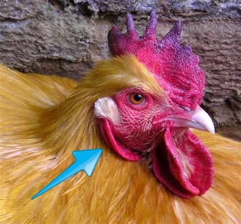 Yes Chickens Have Earlobes A Chickens Lobes Are Very Prominent—they