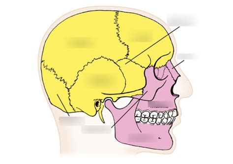 Tmj And Neck Trunk Diagram Quizlet