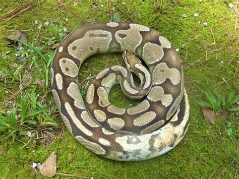 Fire 100 Clown Ringer Breeder Male Free Shipping Ball Python By Odd