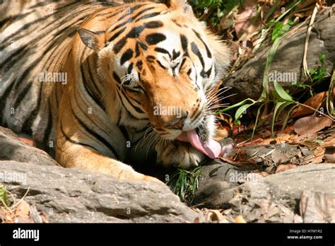 Male Tiger Panthera Tigris Kanha National Park Madhya Pradesh India