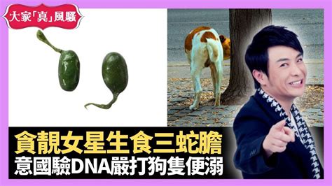 貪靚女星生食三蛇膽 意大利狗隻便溺問題嚴重 下令全省驗dna罰款打擊 Live 大家真瘋show 梁思浩 李思蓓 Mandy