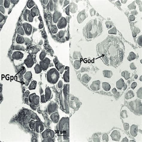 Effects Of Oral Exposure To Estradiol 17β E 2 On Sex Proportions In