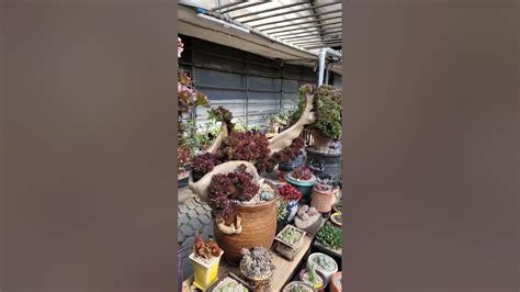 다육똘이사랑 흑법사철화 철화대품 Youtube