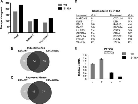 The Effects Of Lxr ␣ S198 Phosphorylation On Gene Expression A