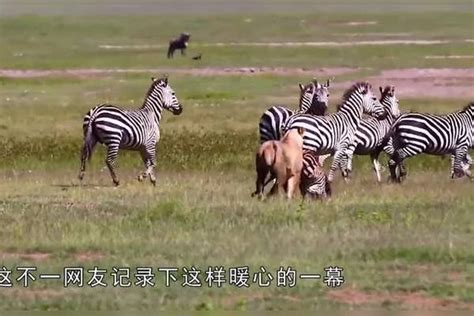 母狮突然“母爱泛滥”，羚羊幼崽侥幸保住小命，简直太走运了羚羊小命母爱