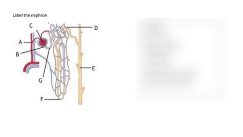 Anatomy And Physiology Ii Lab Test Ii Part 6 Diagram Quizlet