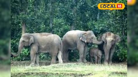Elephant Rampage At Dooars Damaged Crops ফের দাঁতালের তাণ্ডবে ফসল নষ্ট