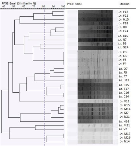 Dendrogram And Pfge Profiles Of Leuconostoc Mesenteroides Subsp