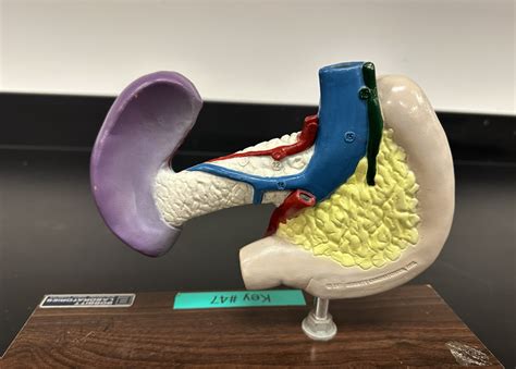 Endocrine System Pancreas Diagram Quizlet
