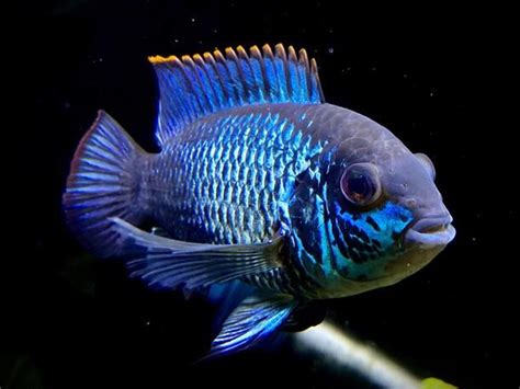 Electric Blue Acara Care Size Lifespan Tank Setup Breeding And