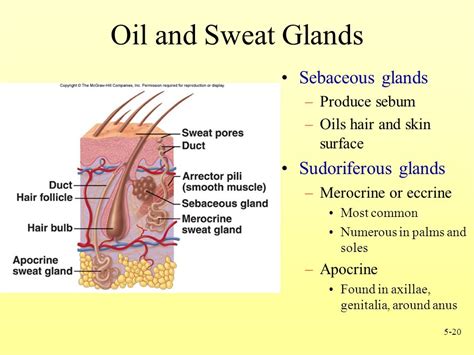 Sweat Glands In Face