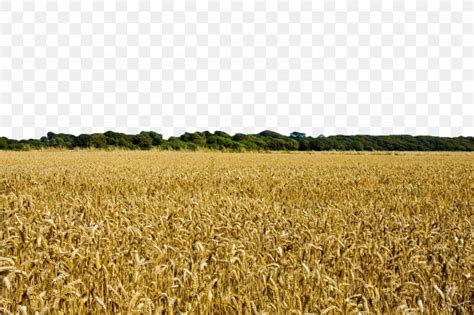 Wheat Field Harvest Crop Agriculture Png 1200x800px Wheat