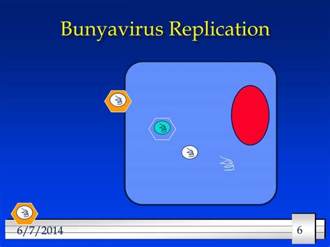 Ppt Bunyaviridae Powerpoint Presentation Free Download Id1318160