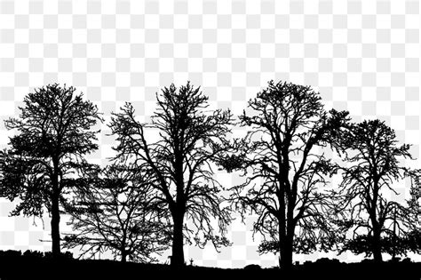 Tree Silhouette PNG Images Free Photos PNG Stickers Wallpapers Backgrounds Rawpixel