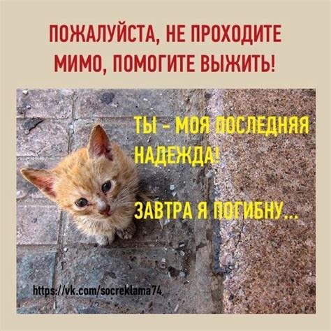 Возможно вы последний кто может его спасти Помогайте бездомным