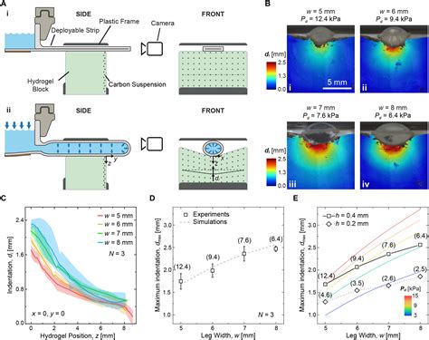 Deployment Of An Electrocorticography System With A Soft Robotic