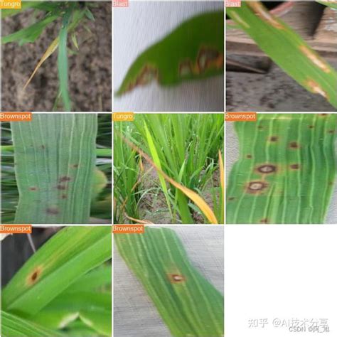 基于yolov8深度学习的水稻叶片病害智能诊断系统【python源码pyqt5界面数据集训练代码】深度学习实战 知乎