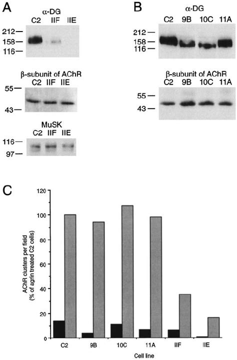 Acetylcholine Receptor Clustering In ␣ Dg Antisense Cell Lines A B Download Scientific