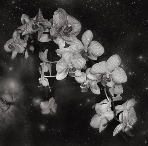 Orchids By Irtimidd On Deviantart