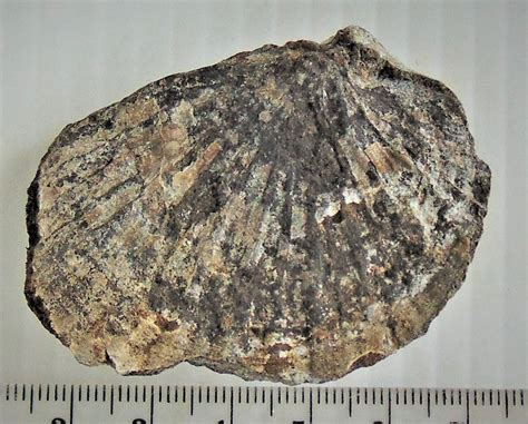 Monotis Sp Fossil Finds In New Zealand