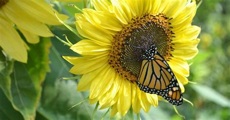 Why Every Garden Should Have 10 Or More Sunflowers The Garden Magazine