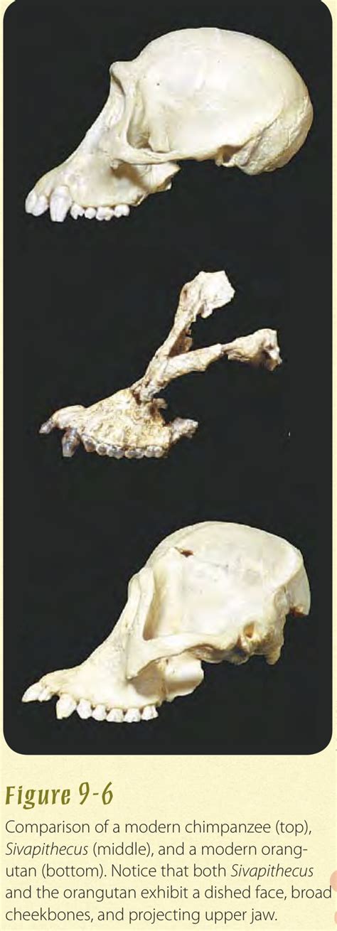 Ramapithecus Is Very Similar To Sivapithecus But Just Smaller In Size