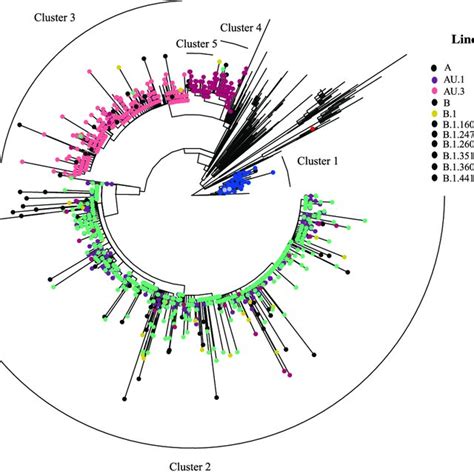 Phylogenetic Tree Showing Png Samples In The Context Of Publicly Download Scientific Diagram