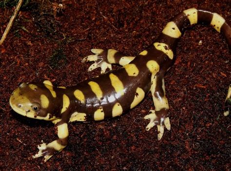 Midwest Amphibians Taxonomy Flashcards Quizlet