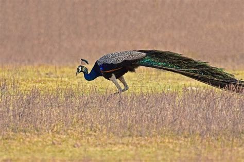A Beautiful Well Grown Lonely Peacock In A Dried Grassy Land Stock