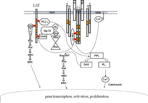 Proximal Tcr Mediated Signalling Events A Typical Structure Of Tcr Download Scientific Diagram