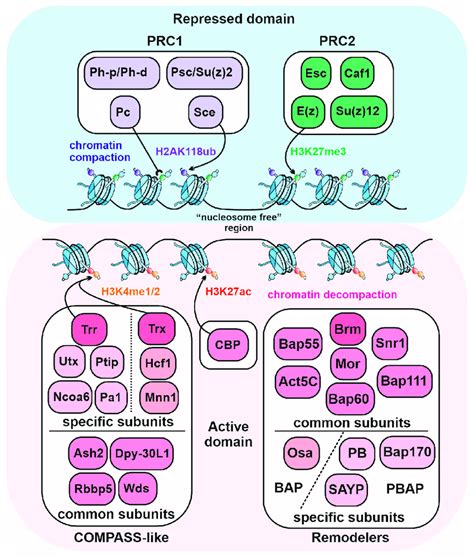Functional Activities Of The Drosophila Pcg And Trxg Proteins The E Z