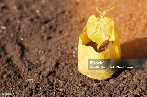 온실 없는 정원에 첫 오이 묘 Gmos 없이 자연 농업 밭에서 오이 콩나물 농부의 정원에서 묘 목 농업 식물 및 생활 개념 0