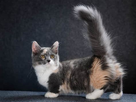 How Big Do Munchkin Cats Get Average Size And Growth Milestones A Z