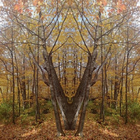 138M Hidden Faces In Trees Photograph By D Wood Fine Art America