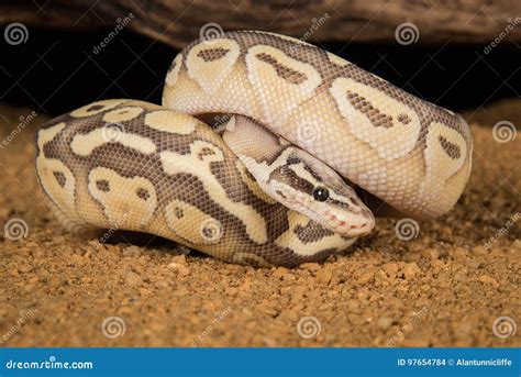 Royal Python Morph Stock Photo Image Of Nature Pastel